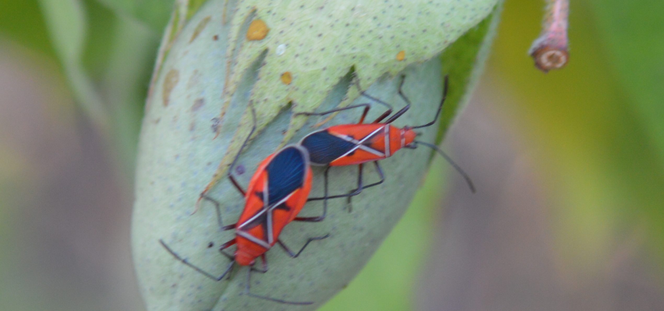 Animaux d’Haïti : Anatoth