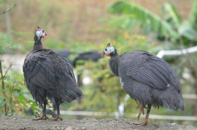 Animaux d’Haïti : Anatoth